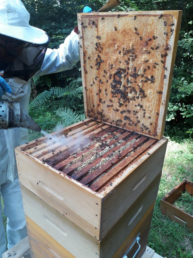 Le rucher - Arche de la nature (72)